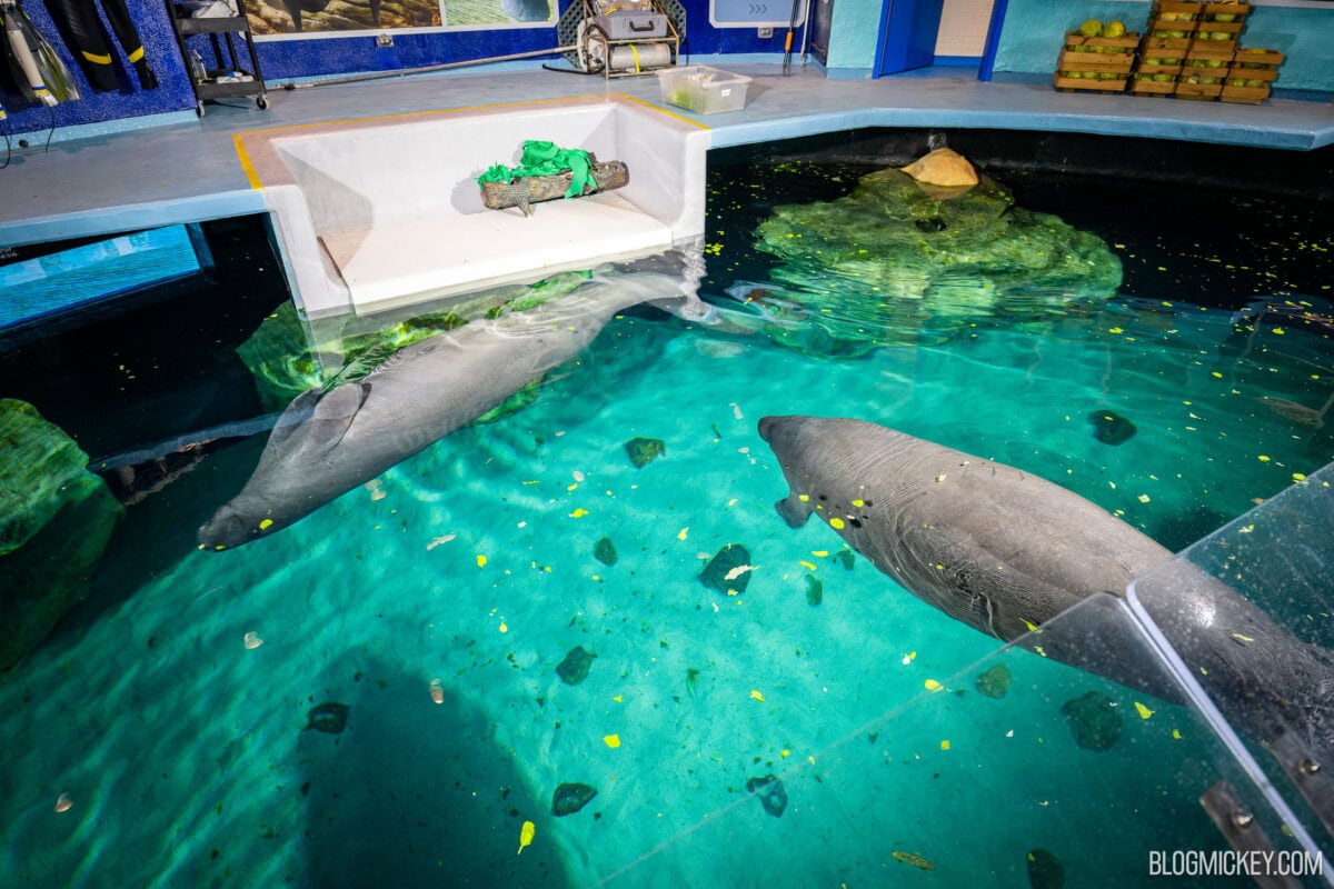 EPCOT Manatees Relocated to New Facility as Disney's Focus Shifts to ...