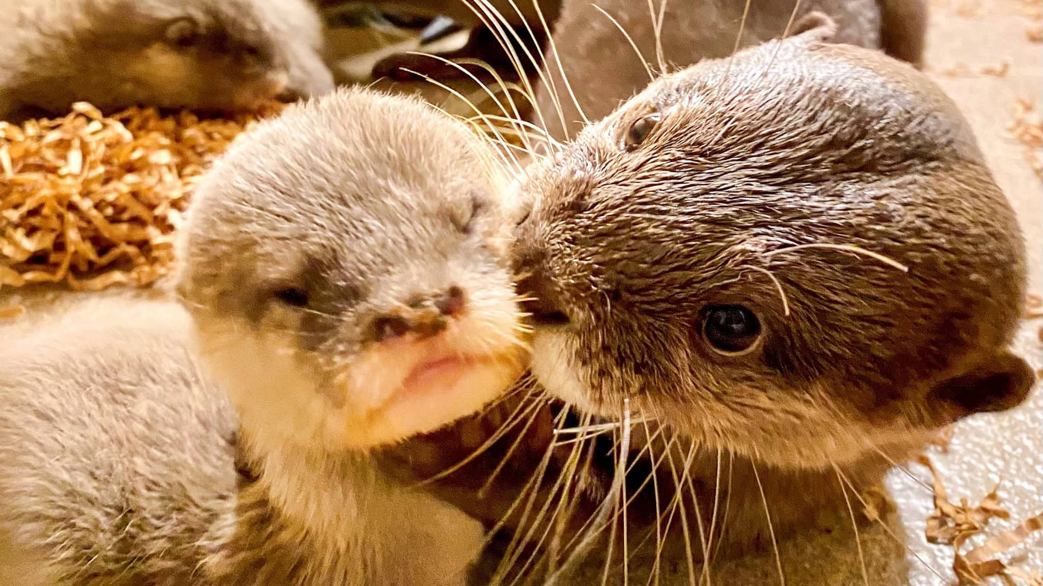 Blije Otter
