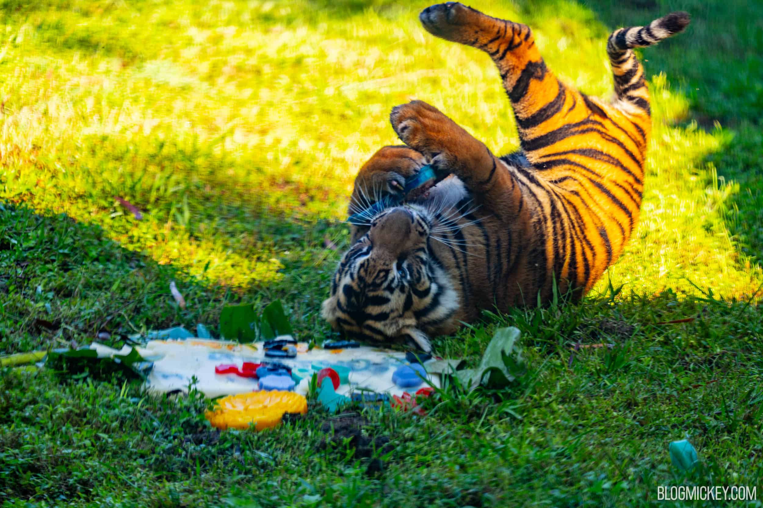 Bakso the Sumatran Tiger Turns 1 at Disney's Animal Kingdom