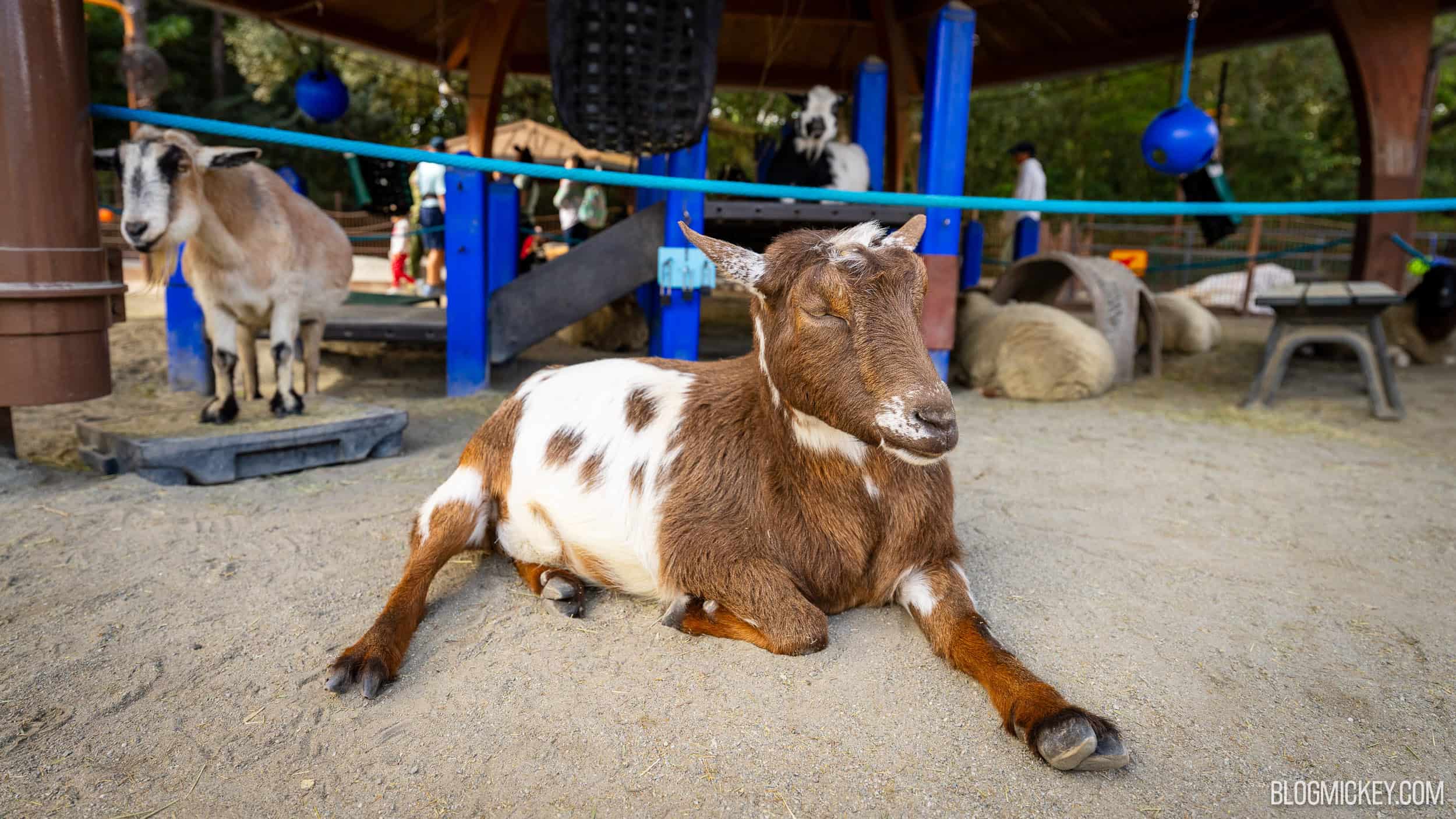 RUMOR: Affection Section Petting Zoo to Close Permanently at Disney's ...